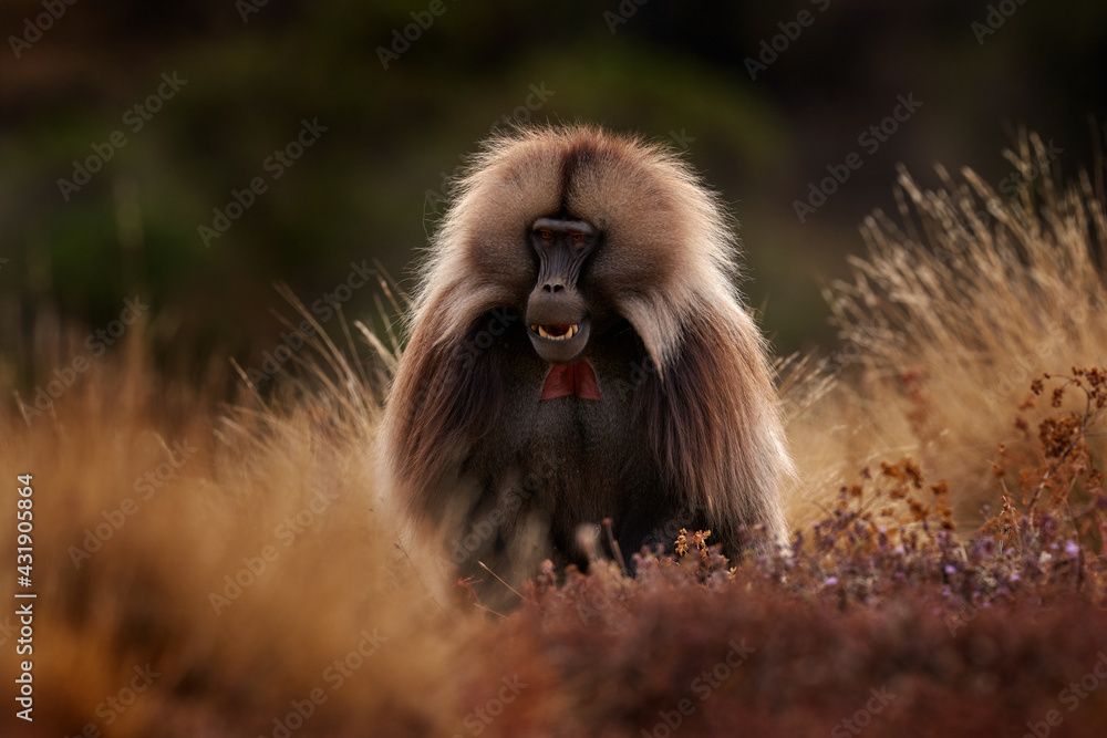 Gelada Baboon with open mouth with teeth. Simien mountains NP, gelada ...