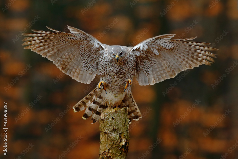Goshawk flying, bird of prey with open wings with evening sun back ...