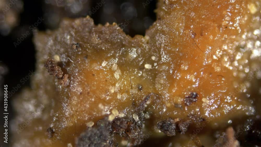 Soil mites of the Acaridae family under a microscope. saprophages feed ...