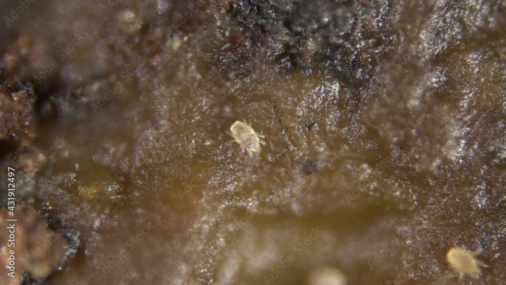 Soil mites of the Acaridae family under a microscope. saprophages feed ...