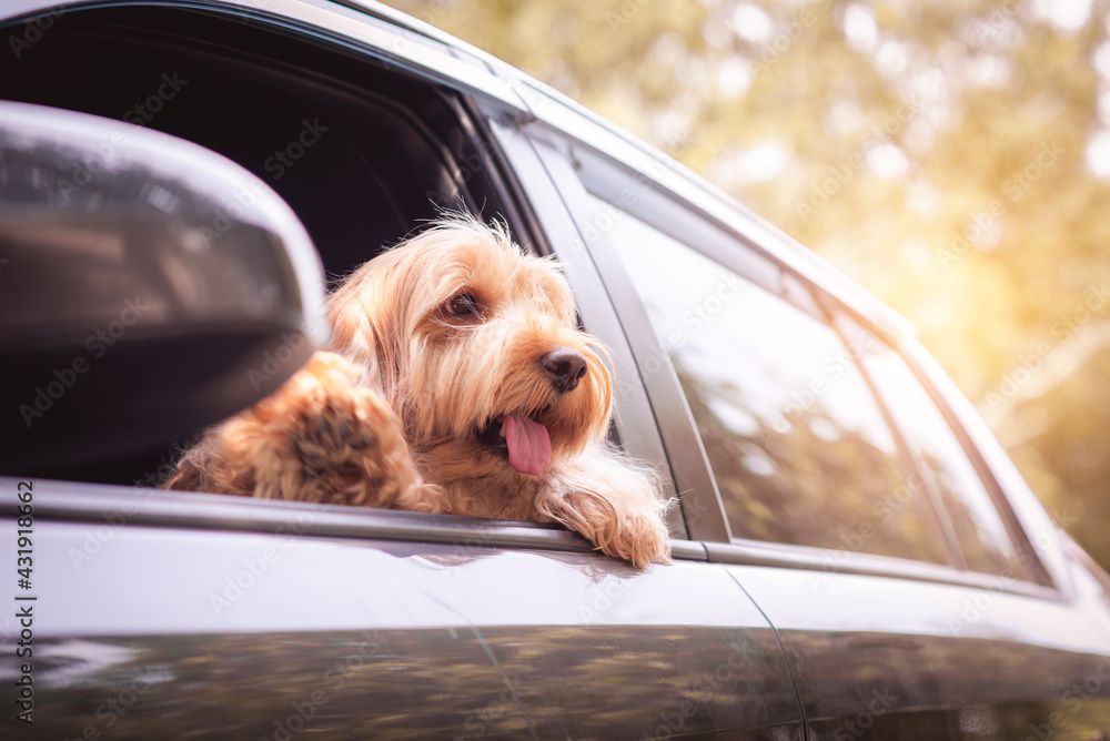 Cute dog sit in car on front seat. Portrait hairy adorable Cockapoo ...
