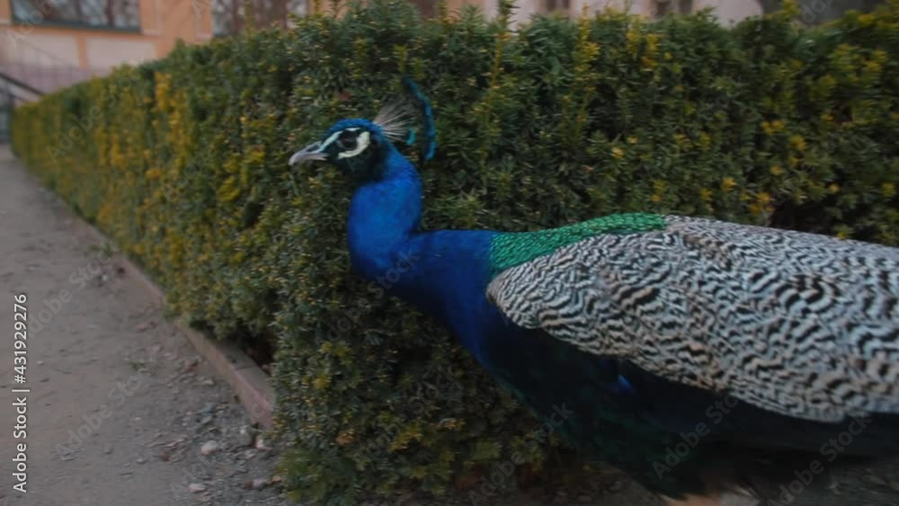 A large bird male peacock walks in the city park. The train consists ...