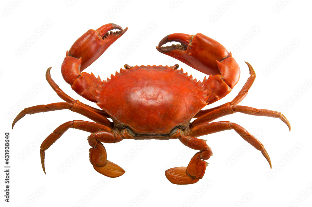 Red crab isolated on white background , Cooked crab , Edible seafood ...