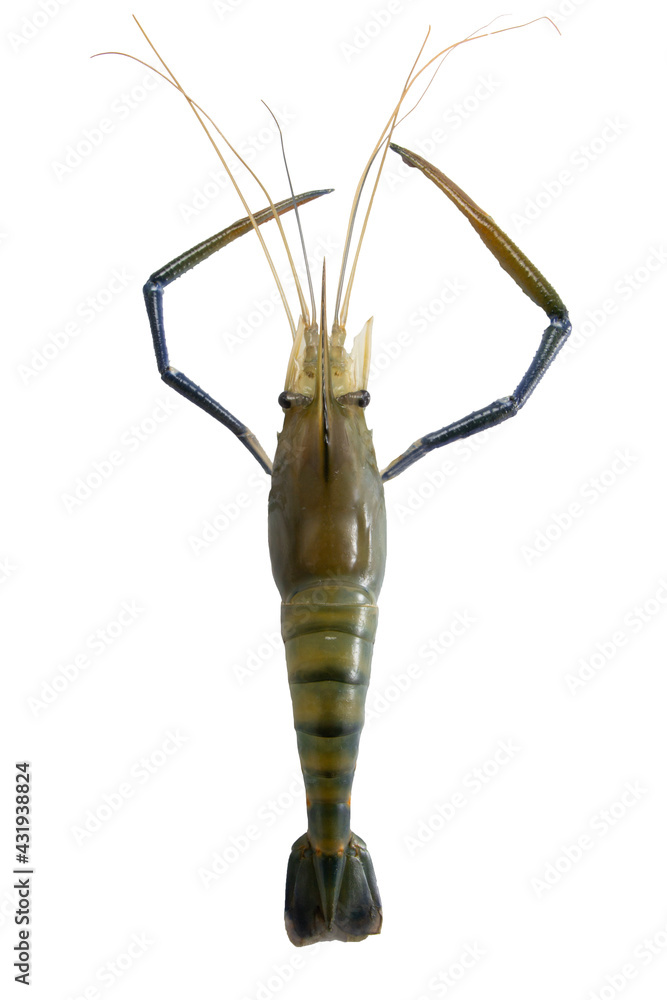 Freshwater shrimp isolated on white background , River prawn with big ...