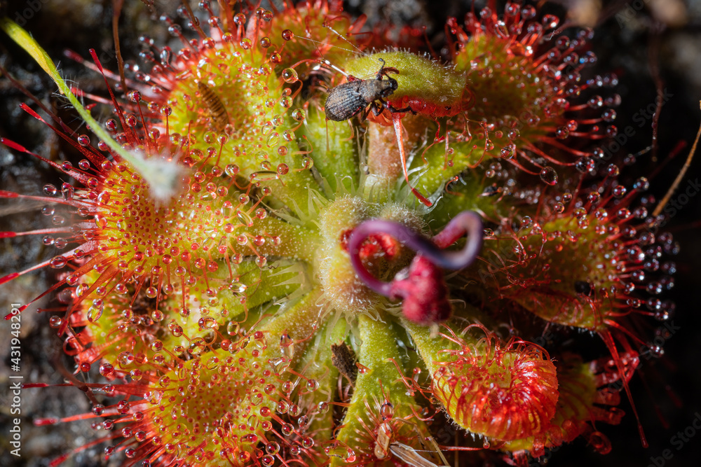 Sundew is a flypaper plant that trap prey in sticky hairs on their ...