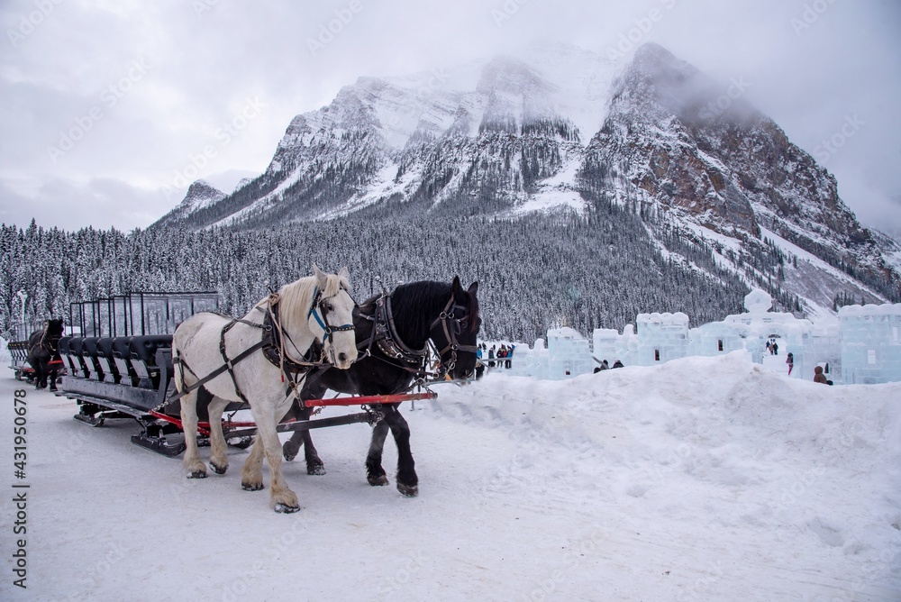 A Christmassy horse sled in lake Louise. Canadian and Tourists are ...