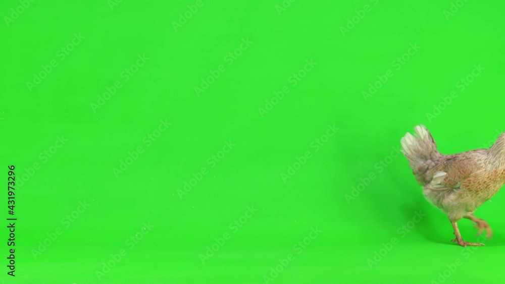 gray chicken goes from left to right on green screen. studio Stock ...