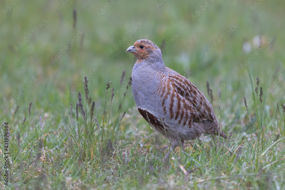 Perdrix grise Perdix perdix au sol en photo rapprochée Stock Photo ...
