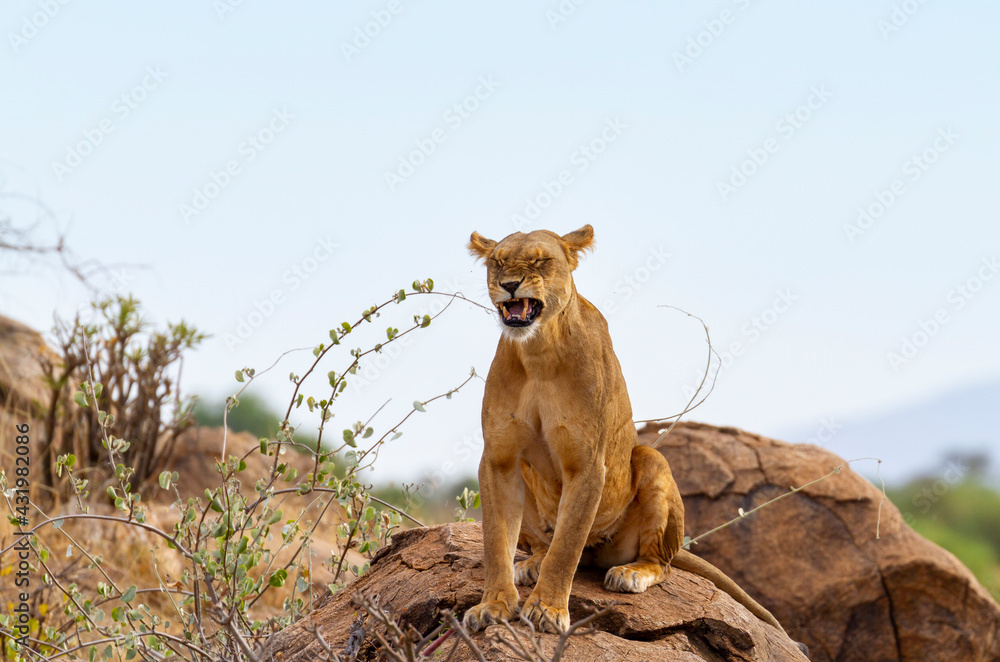 Lioness Lion "Panthera Leo" makes funny face grimace, showing sharp ...