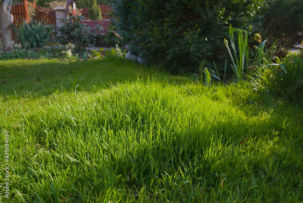 Foto de High and low grass on the lawn - the result of the sowing of ...
