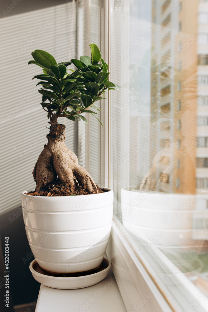 Ficus ginseng mini bonsai tree. Indoor plant in stylish pot on the ...