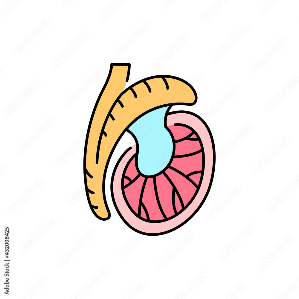 Testicle olor line icon. Male reproductive gland. Pictogram for web ...