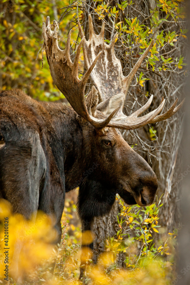 large bull moose in grand teton national park, USA Stock Photo | Adobe ...