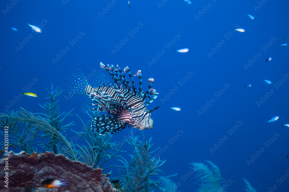 Lion Fish floating at a Coral Reef from Jardines de la Reina, Cuba ...
