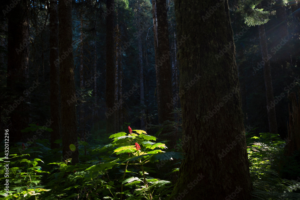 Rays of sunlight illuminate a devil's club (Oplopanax horridus) along ...