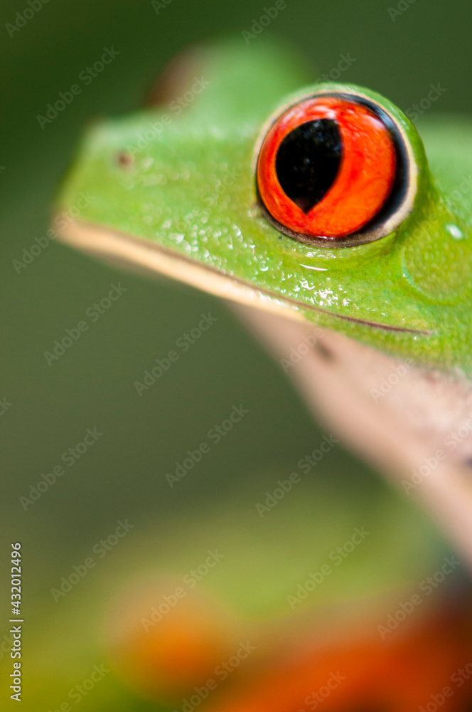 A captive, Red-Eyed Tree Frog, Agalychnis callidryas, native to Central ...