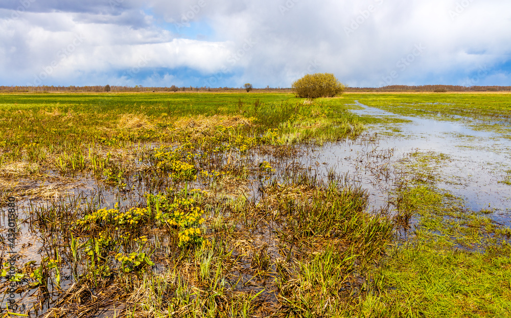 Early spring view of Biebrza river wetlands and nature reserve ...