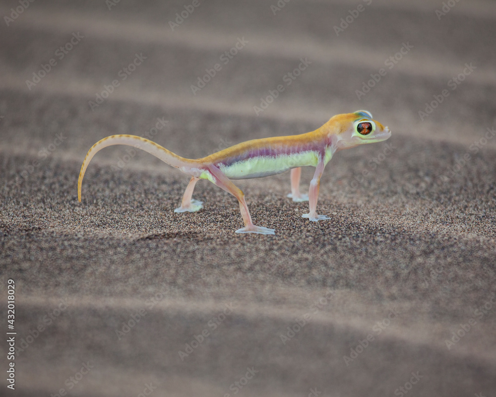 Foto de A palmetto gecko on the Namibian desert sand dunes. Taken at a ...