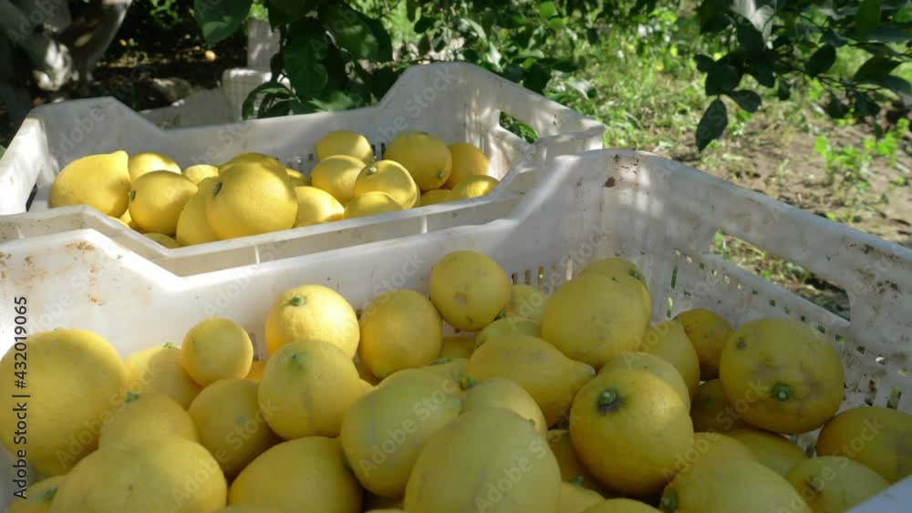 lemon farming, agriculture video. Lemon and lime tree cultivation in ...