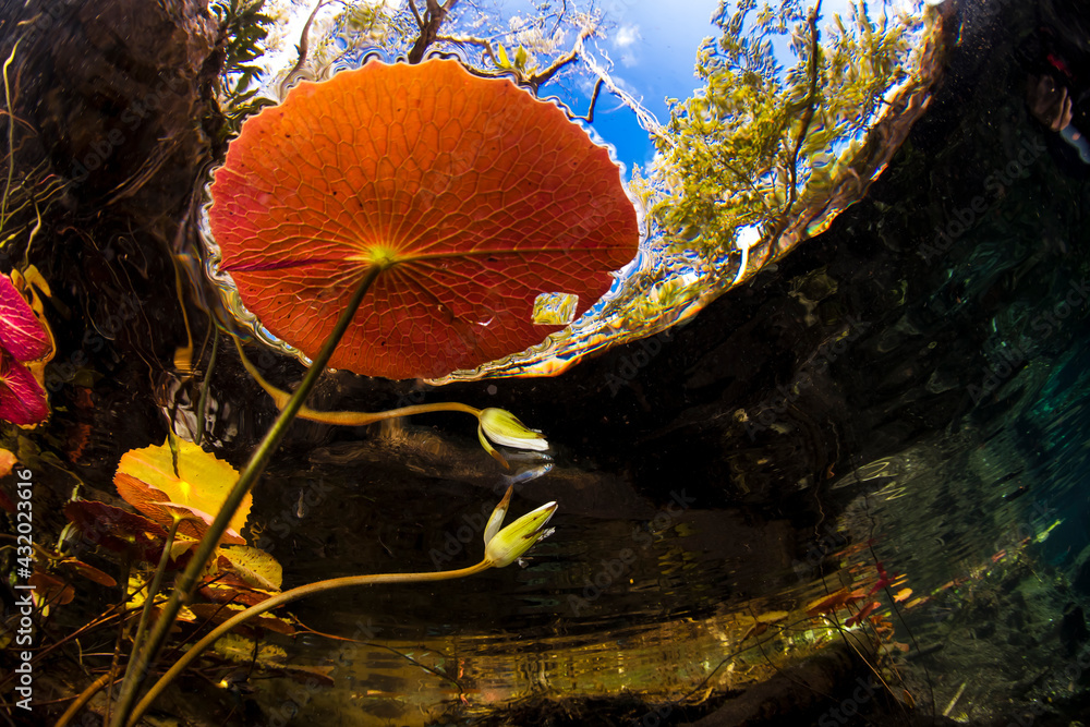 Mexico, Quintana Roo. A water plant floating at the surface of cenote ...