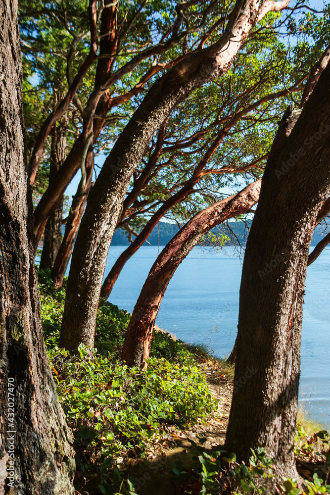 A thicket of madrona trees cluster together on the shore of Clark ...