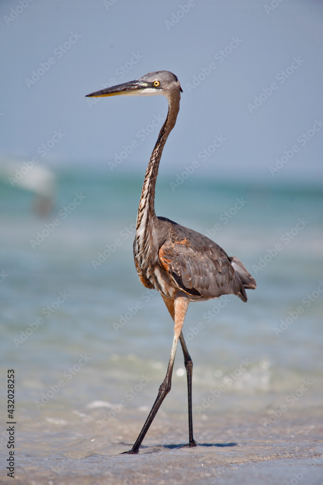 seabirds flying and on the beach in the gulf of Mexico on anna maria ...