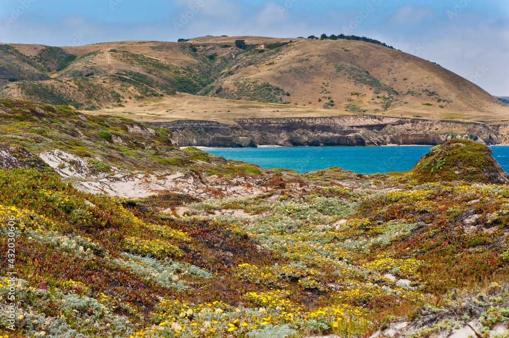 Wildflowers on Channel Islands National Park, Santa Rosa Island with a ...