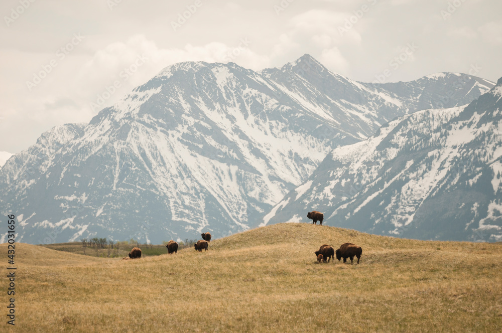 Bison herd along the Rocky Mountain Front, Alberta, Canada. Stock Photo ...