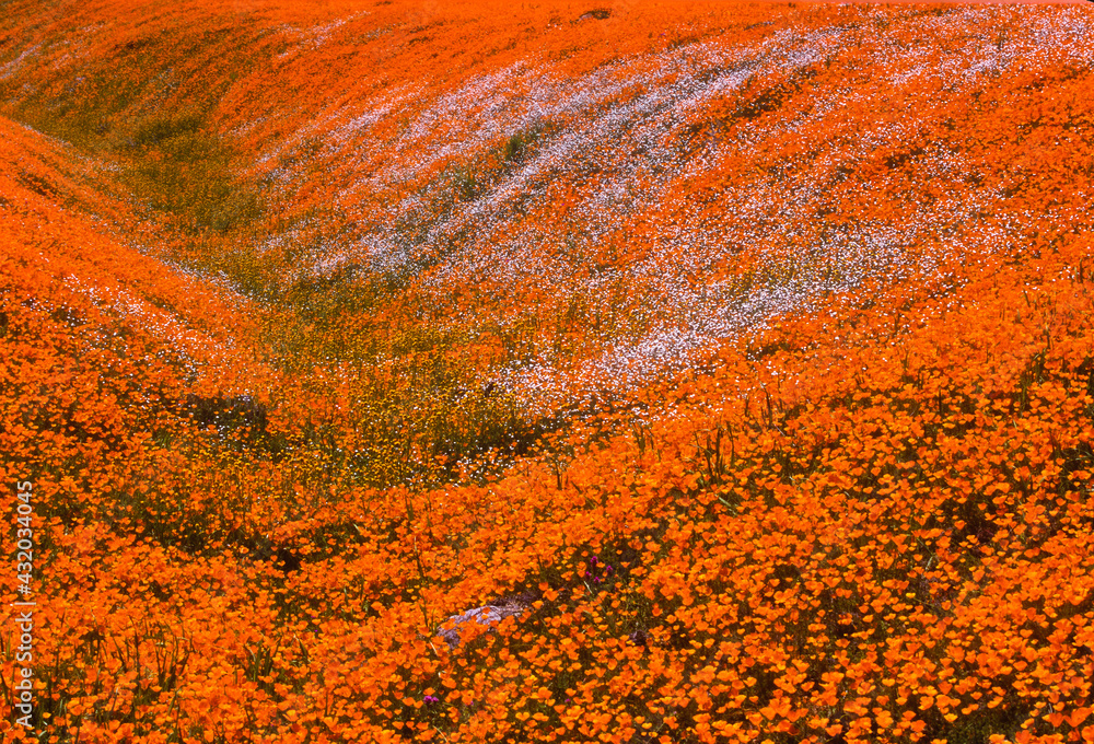 California Poppies and Popcorn Flower, Merced River Canyon, California ...
