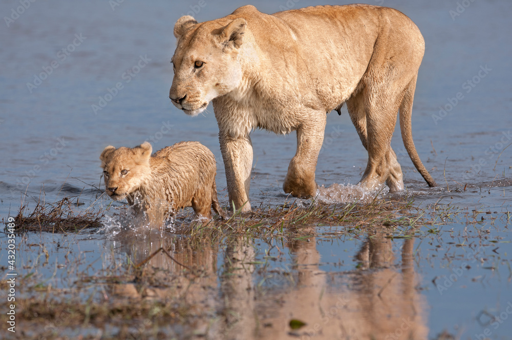 A lioness and her cub cross a river in Duba Plains. Botswana Stock ...