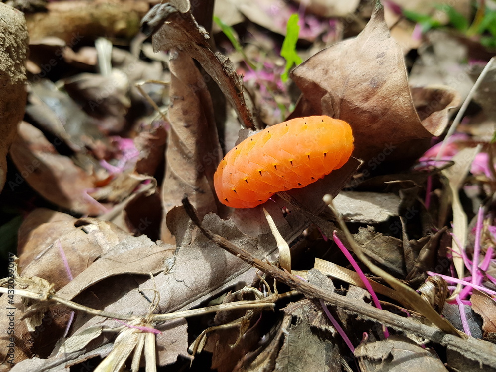 Very rare Caterpillars (orange) are the larval stage of members of the ...