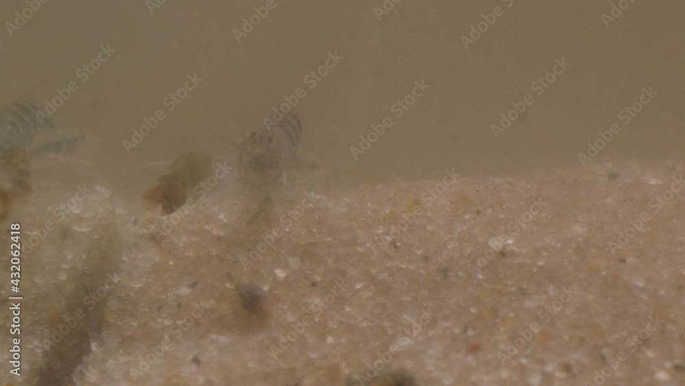 Snapping shrimp snaps underwater, super fast behavior Alpheidae, also ...