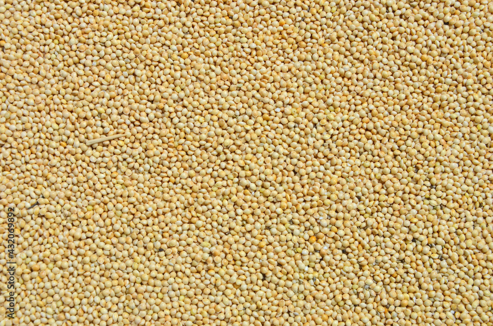 Yellow pattern of small millet seed texture Stock Photo | Adobe Stock