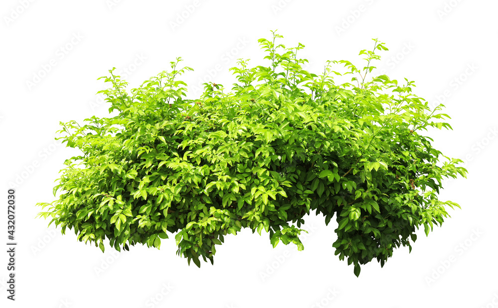 Tropical shrub bush tree isolated plant with clipping path. Stock Photo ...