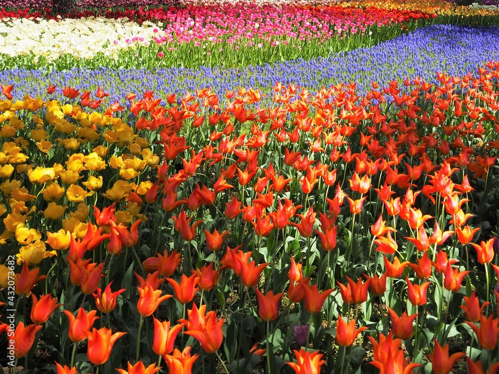 the beautiful tulip garden of hitachi seaside park in japan Stock Photo ...