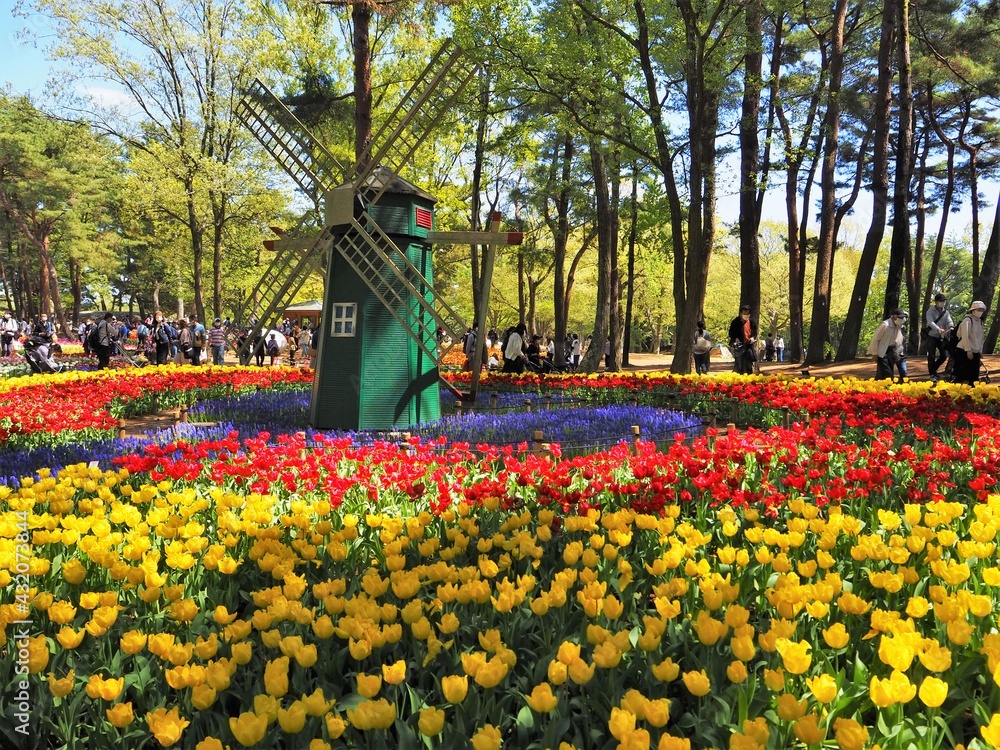 the beautiful tulip garden of hitachi seaside park in japan Stock Photo ...