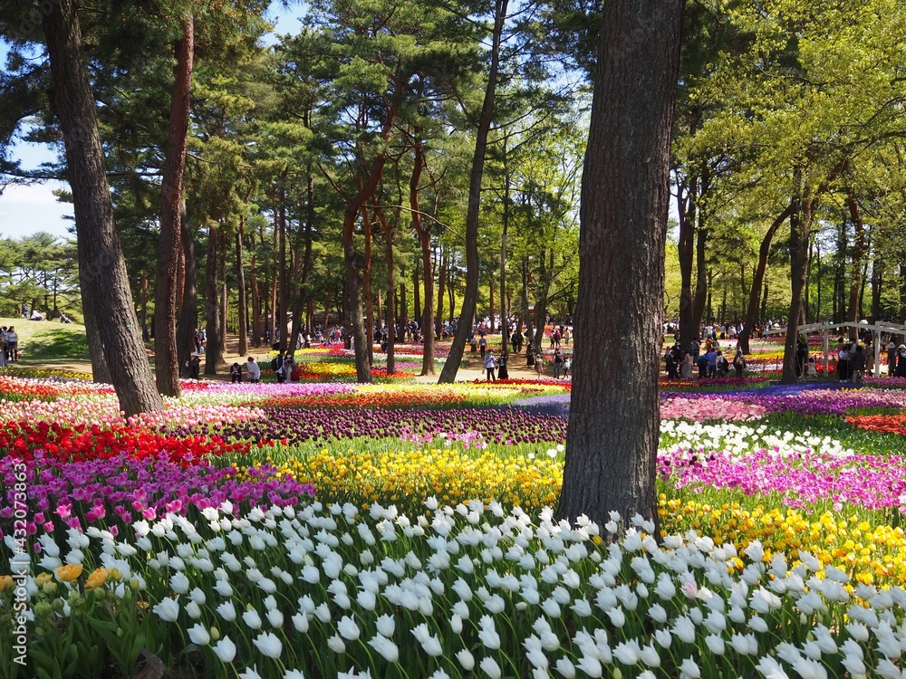 the beautiful tulip garden of hitachi seaside park in japan Stock Photo ...