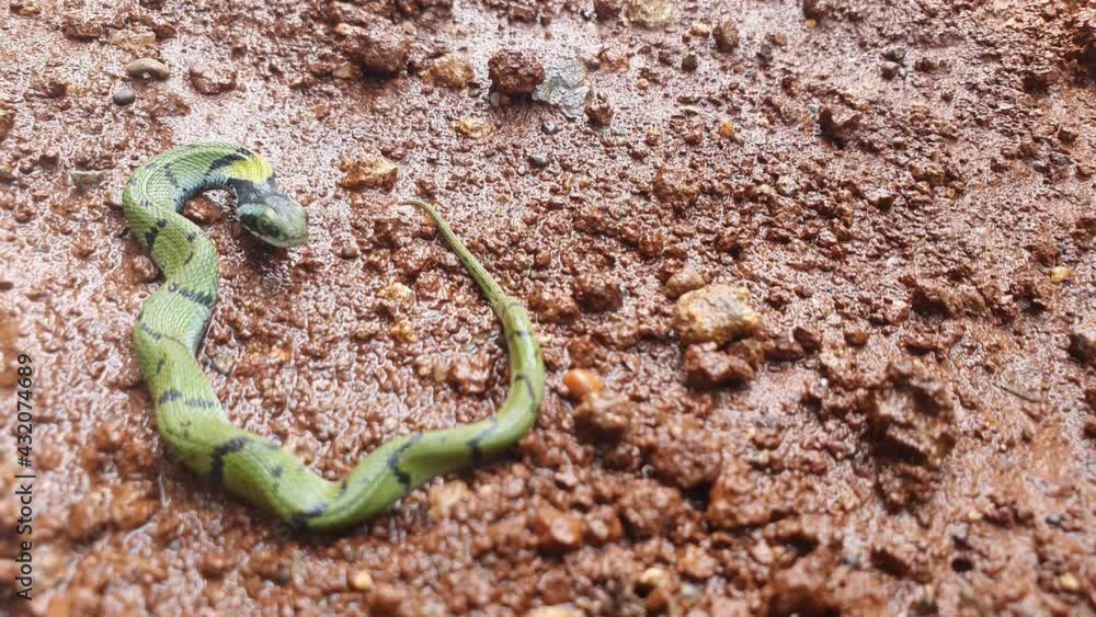 The Indian grass snake or Green keelback (Macropisthodon), is a non ...