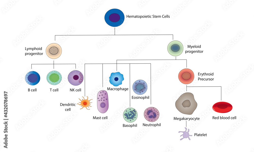 Hematopoietic Stem Cell [differentiation] Stock Vector | Adobe Stock