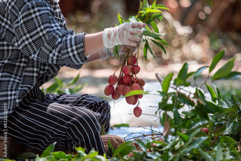 Big red lychees are being picked in the garden. Girl, planters, clear ...