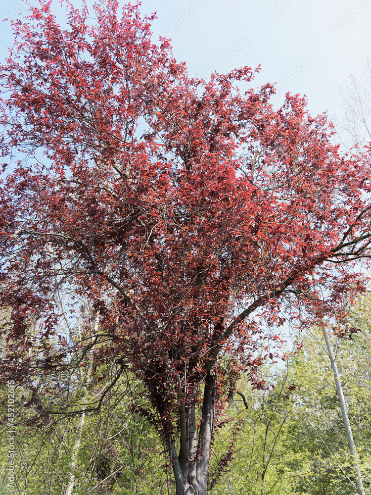 Cherry or myrobalan plum or Prunus cerasifera 'Atropurpurea ...