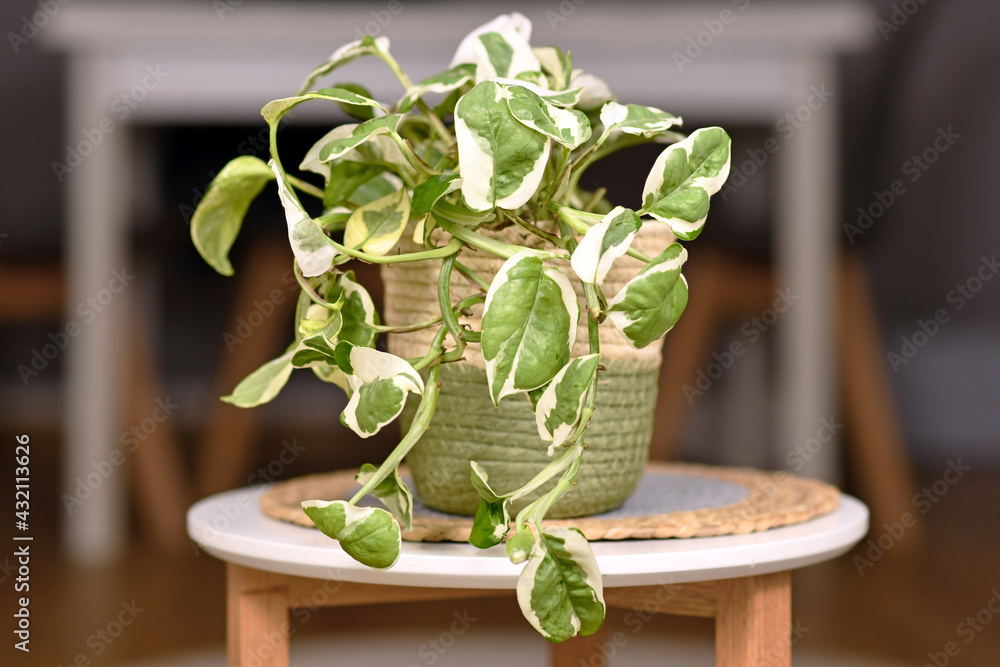 Epipremnum Aureum Flower