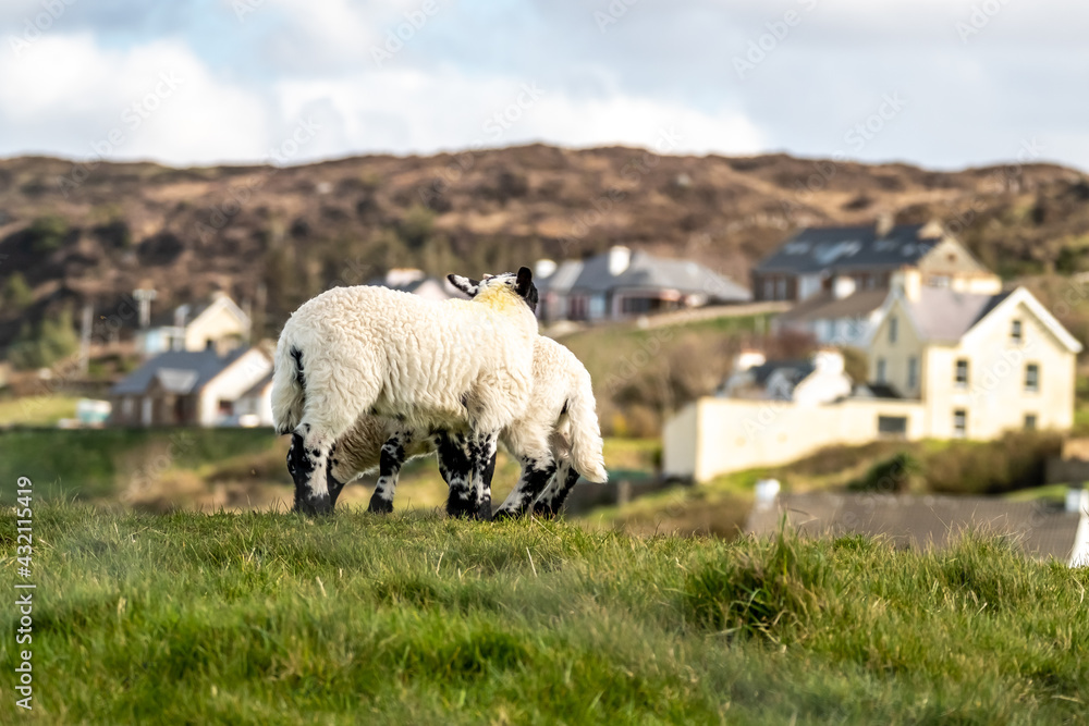 Cute blackface sheep lambs in a field in County Donegal - Ireland Stock ...