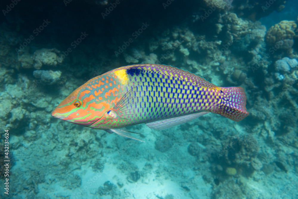 Checkerboard Wrasse (Halichoeres hortulanus) in Red Sea. Bright ...