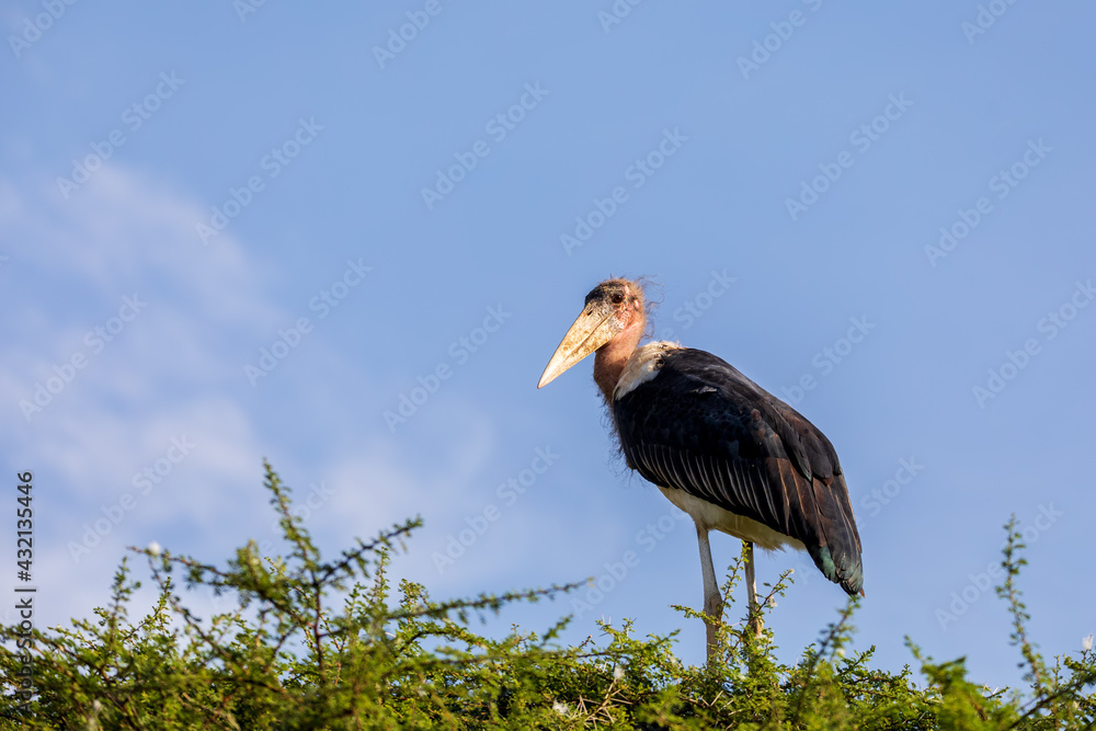 Leptoptilos, very large tropical storks known as Marabou Stork on top ...
