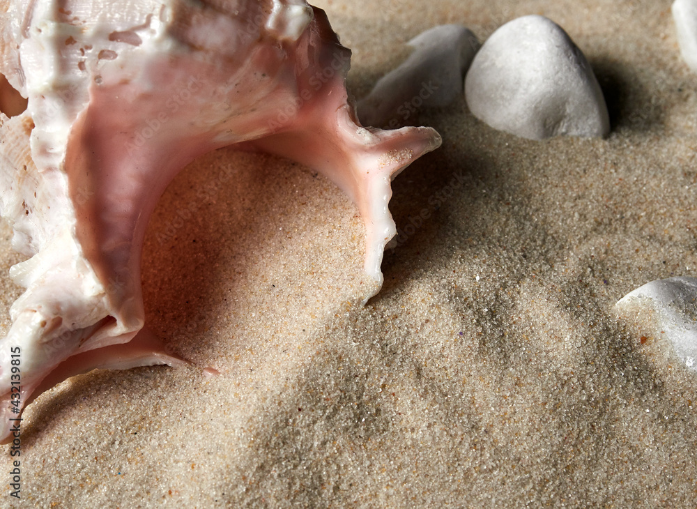 Sandy beach background with shells and stones. Sand texture for summer ...