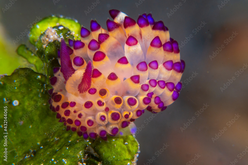 Purple-tipped janolus (janolus savinkini) a sea slug, an arminina ...