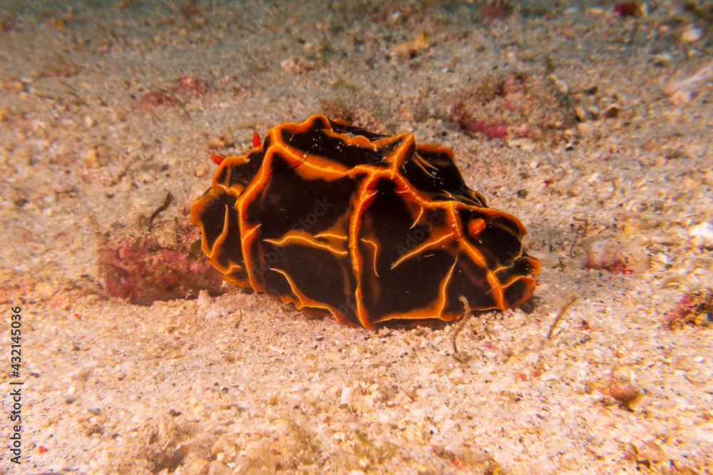 Halgerda Reticulidia (reticulidia halgerda) a sea slug, a dorid ...