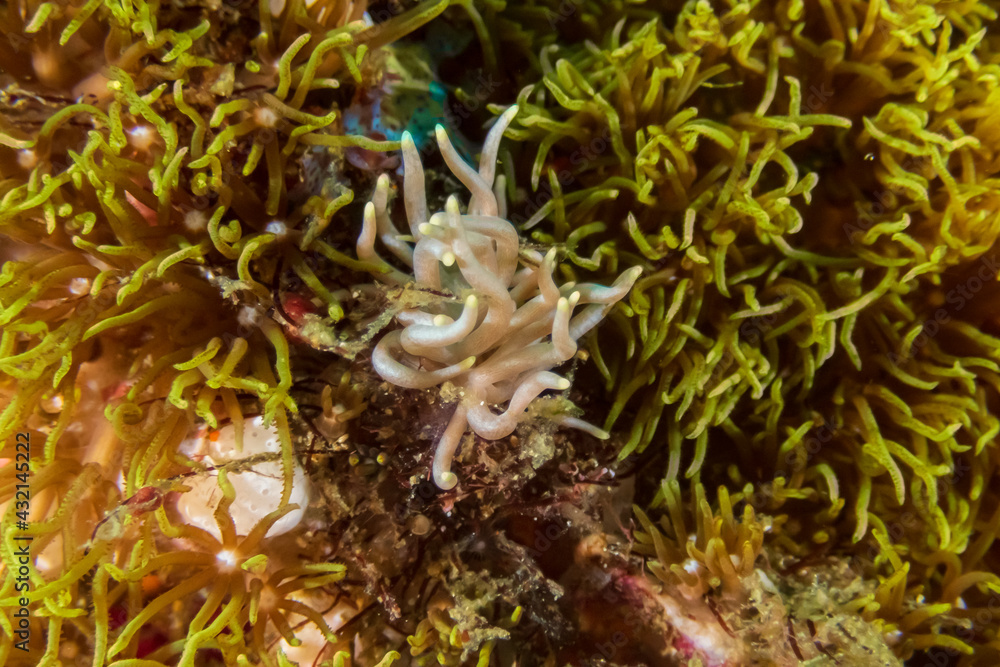 Yellow-Tipped Phyllodesmium (Phyllodesmium briareum) a sea slug or an ...