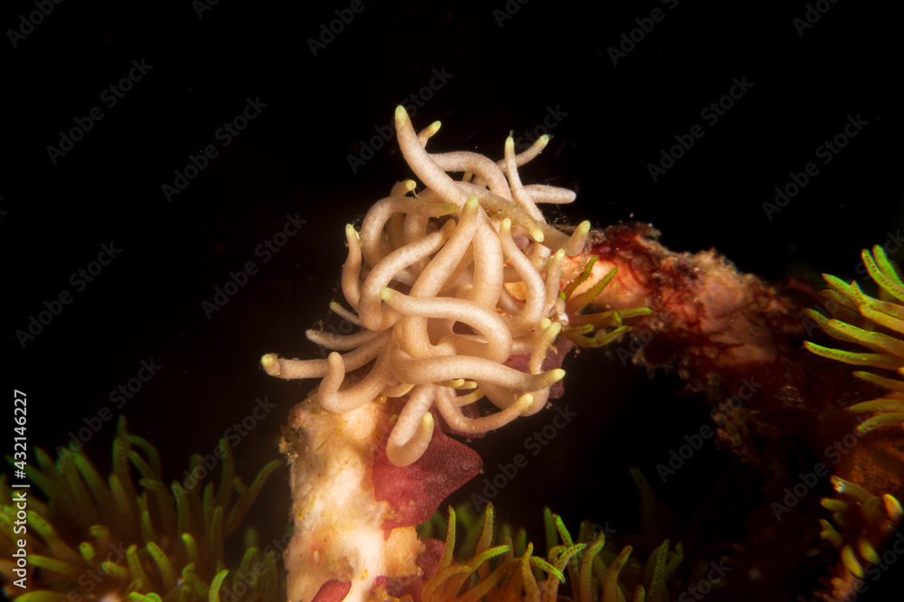 Yellow-Tipped Phyllodesmium (Phyllodesmium briareum) a sea slug or an ...